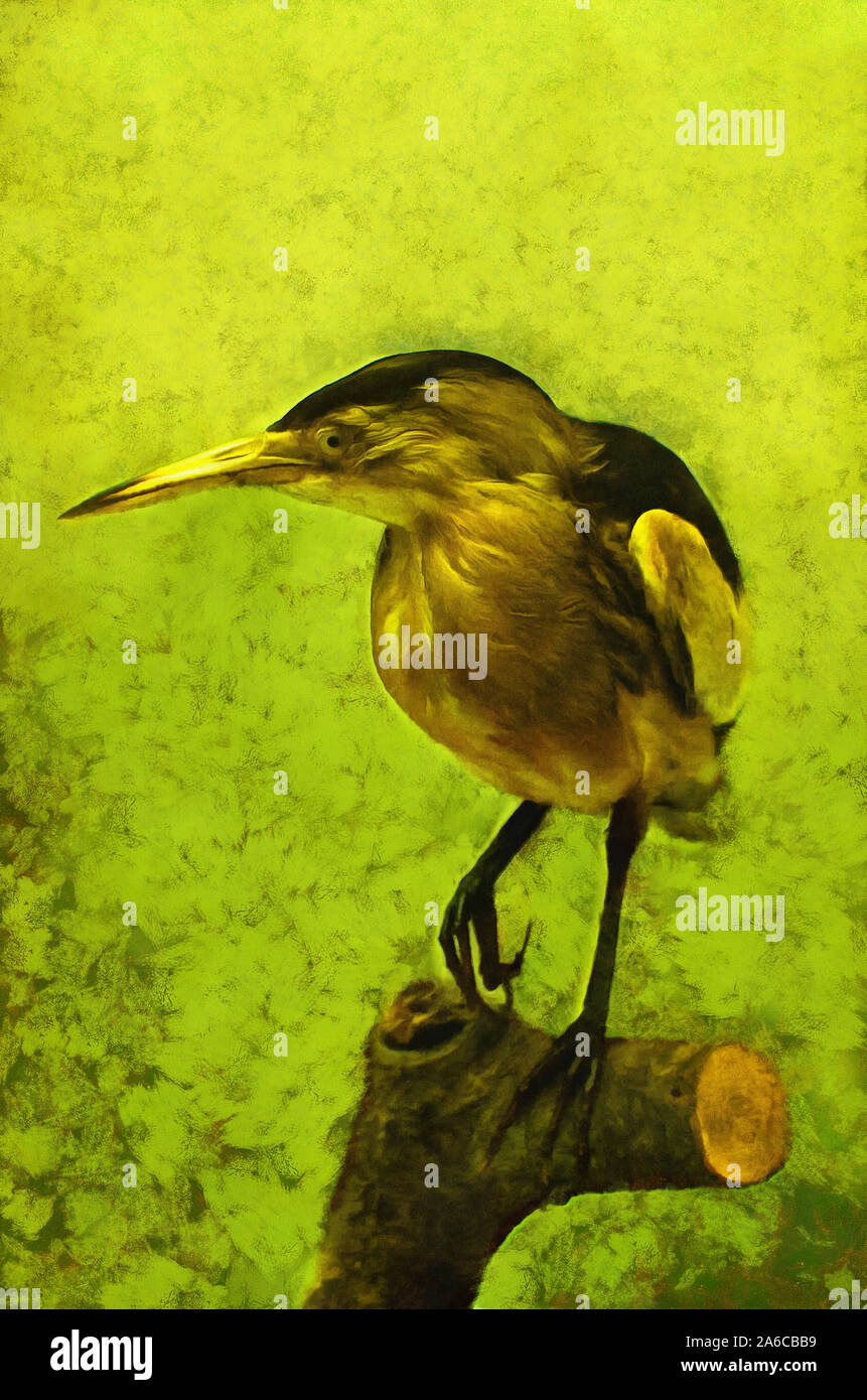 Smallest heron hi-res stock photography and images - Alamy