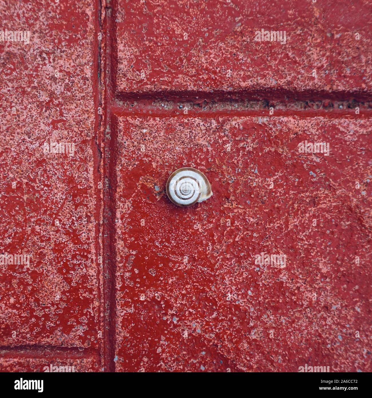 little white snail on the red ground Stock Photo - Alamy