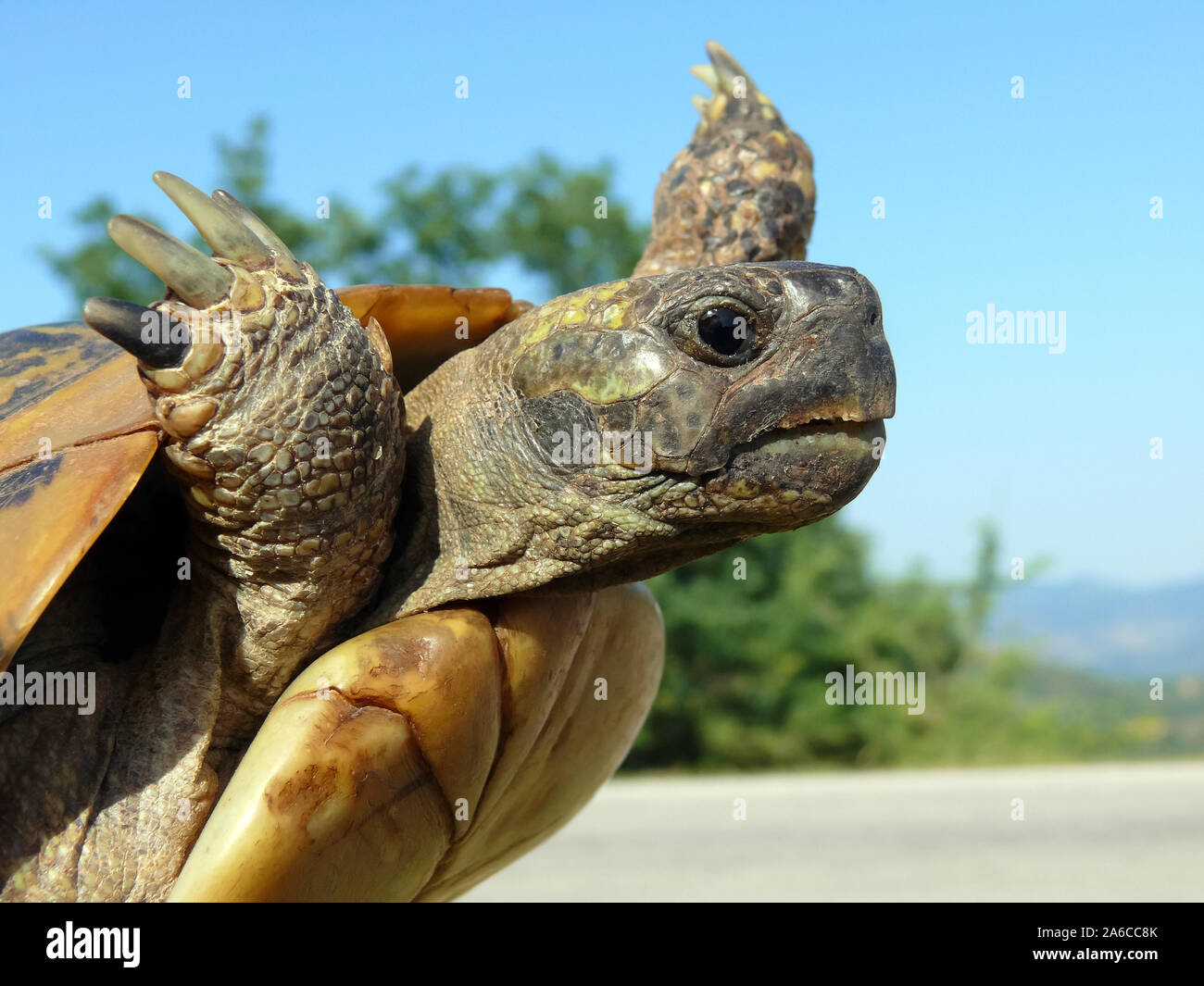 Hermann's tortoise, Griechische Landschildkröte, Tortue d'Hermann ...
