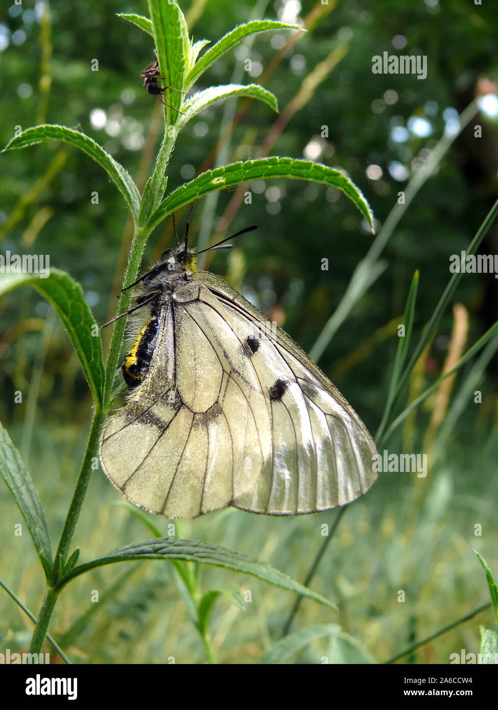 Clouded Apollo, Schwarzer Apollo, Parnassius mnemosyne, kis apollólepke ...