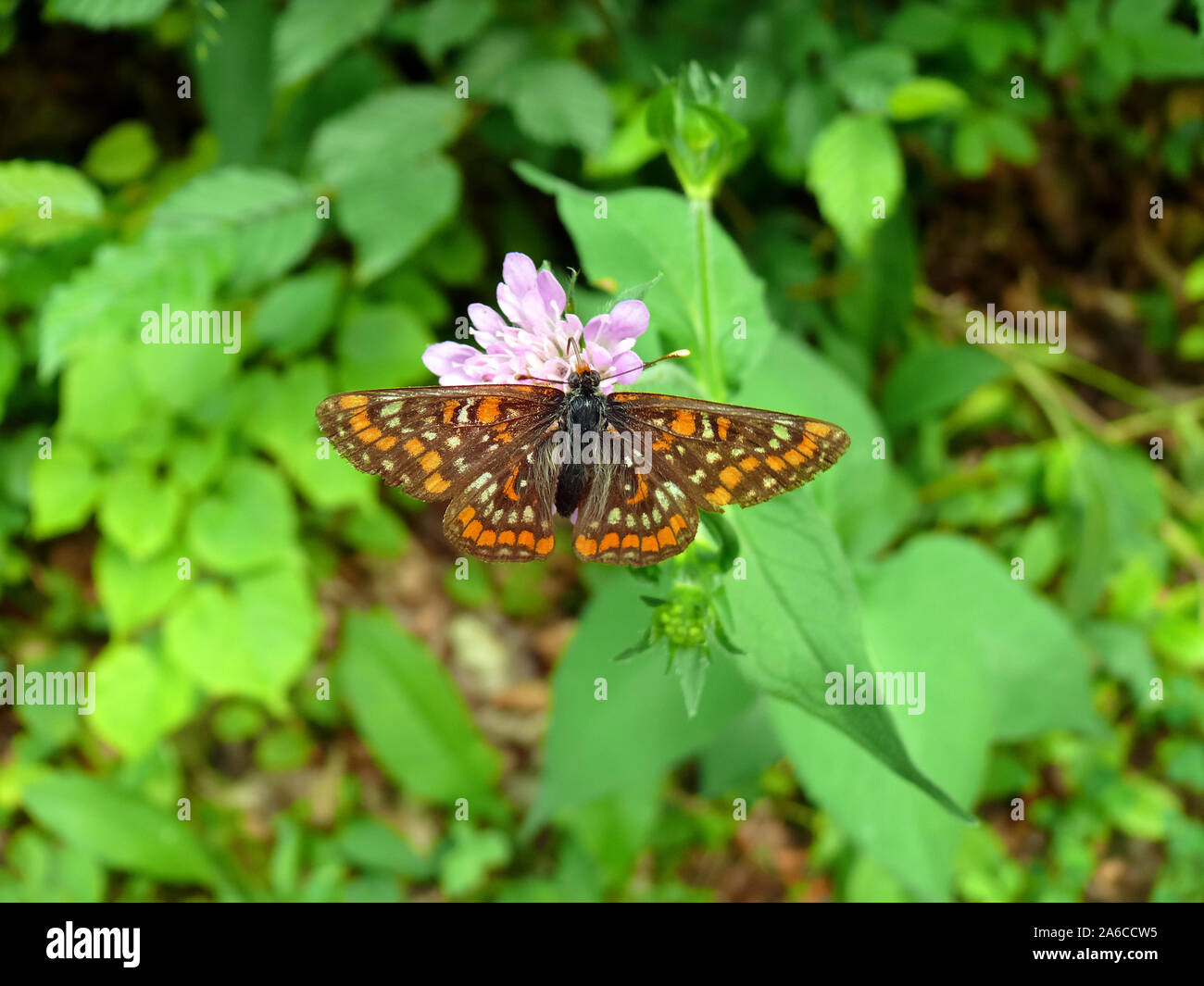 Maivogel hi-res stock photography and images - Alamy