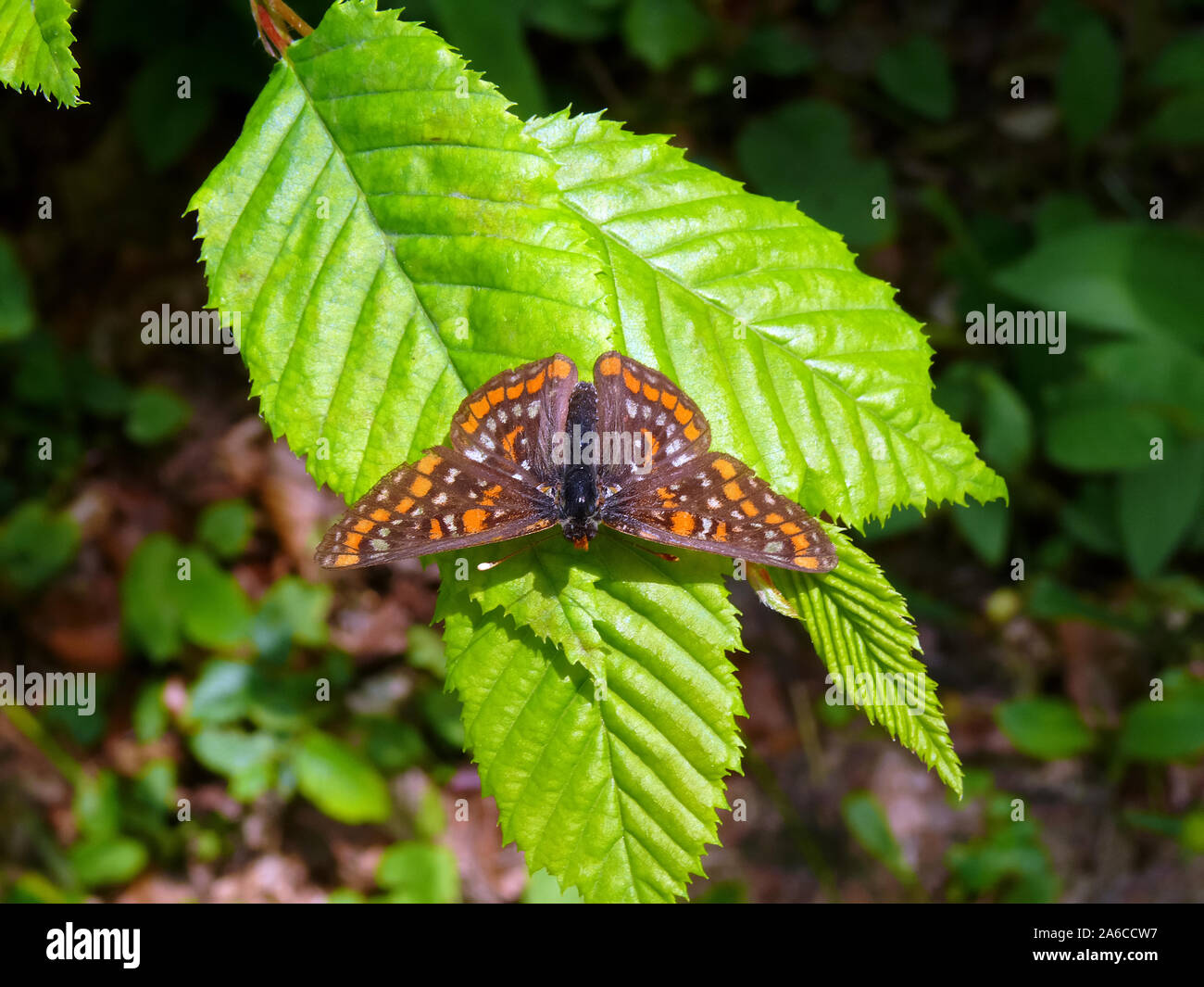 Scarce fritillary, Maivogel, Eschen-Scheckenfalter, Euphydryas maturna ...