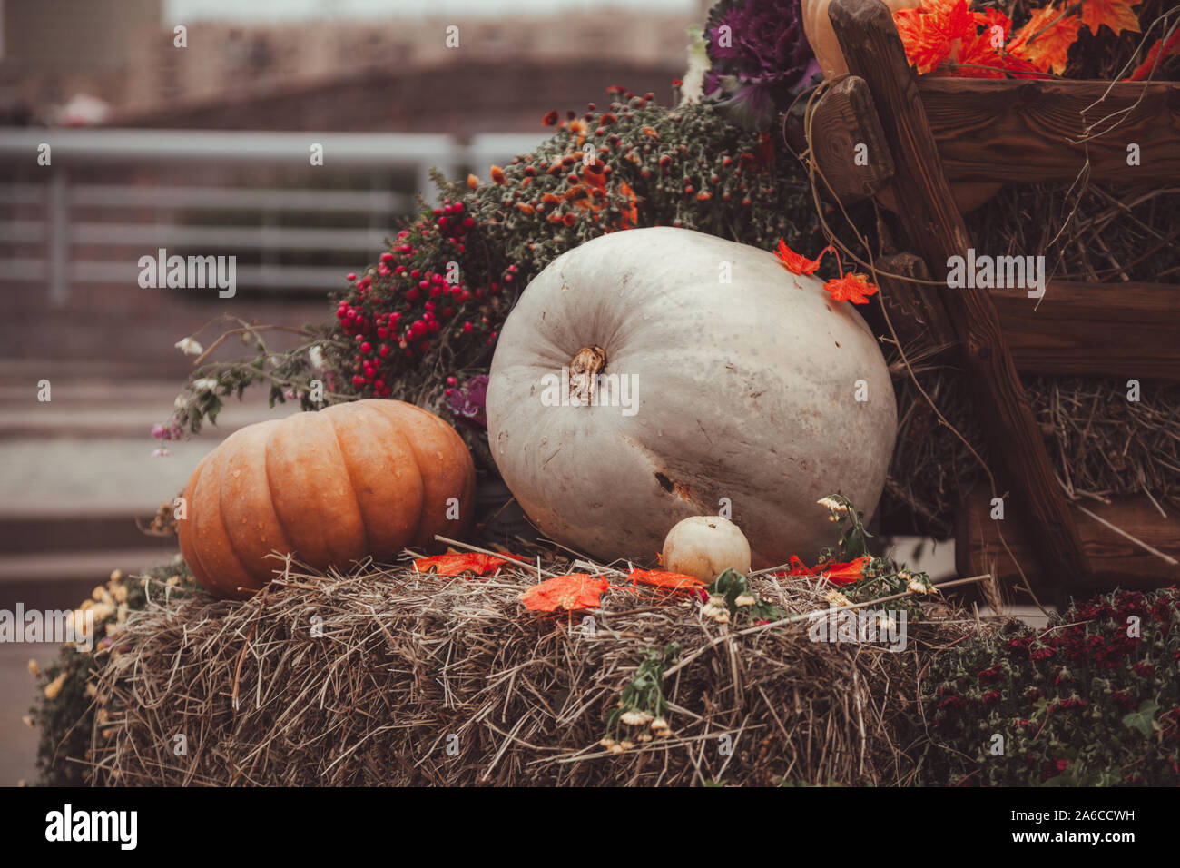 pumpkins in honor of the celebration of autumn and Halloween. festival ...