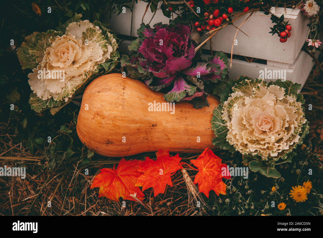 pumpkins in honor of the celebration of autumn and Halloween. festival ...