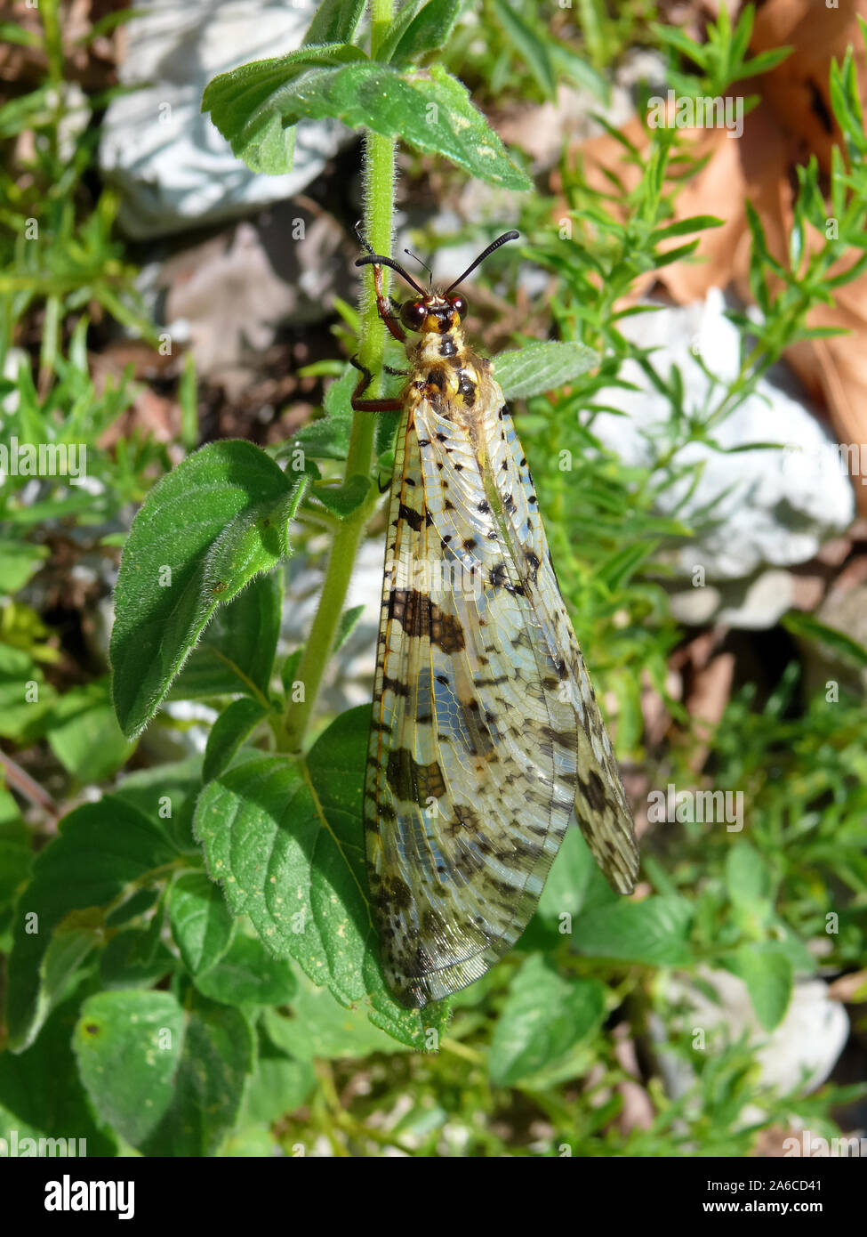 Antlion, Palpares libelluloides, Netzflügler Stock Photo - Alamy