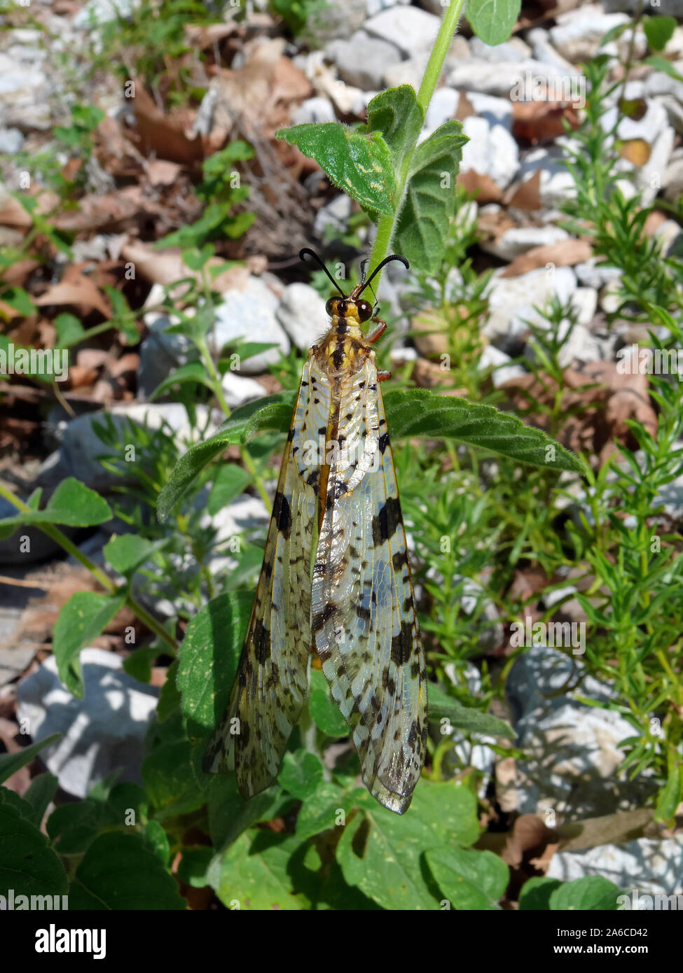 Antlion palpares libelluloides hi-res stock photography and images - Alamy
