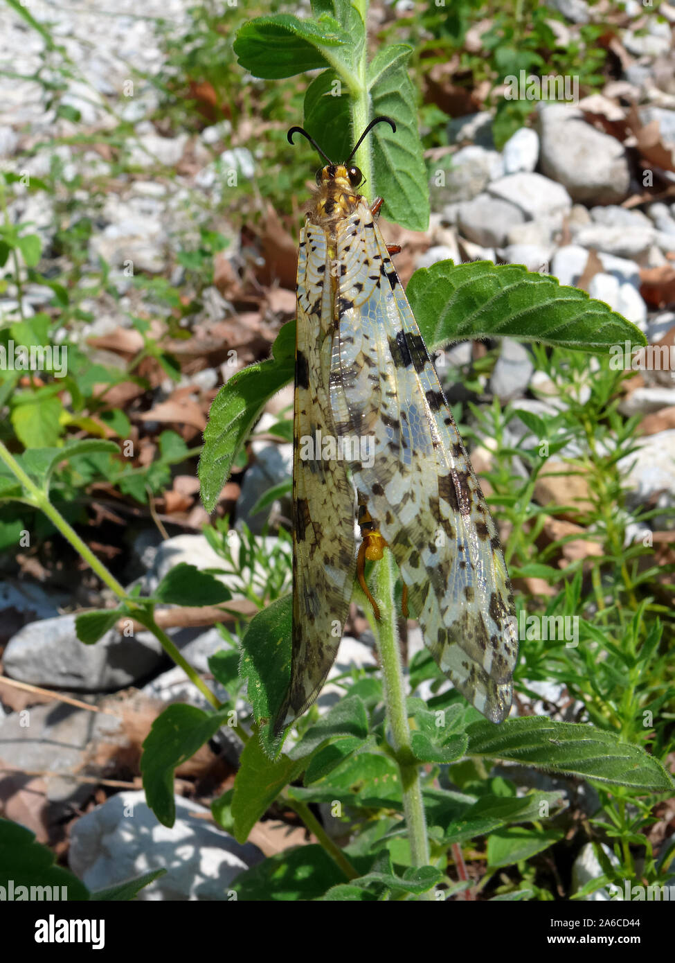 Palpares hi-res stock photography and images - Alamy