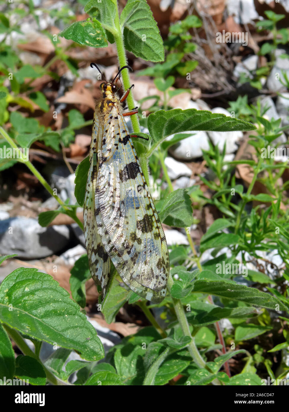 Antlion palpares libelluloides hi-res stock photography and images - Alamy