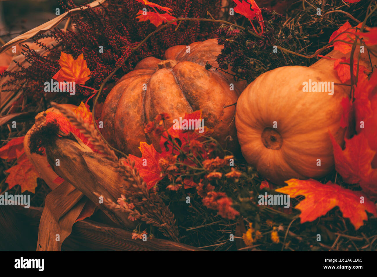 pumpkins in honor of the celebration of autumn and Halloween. festival ...