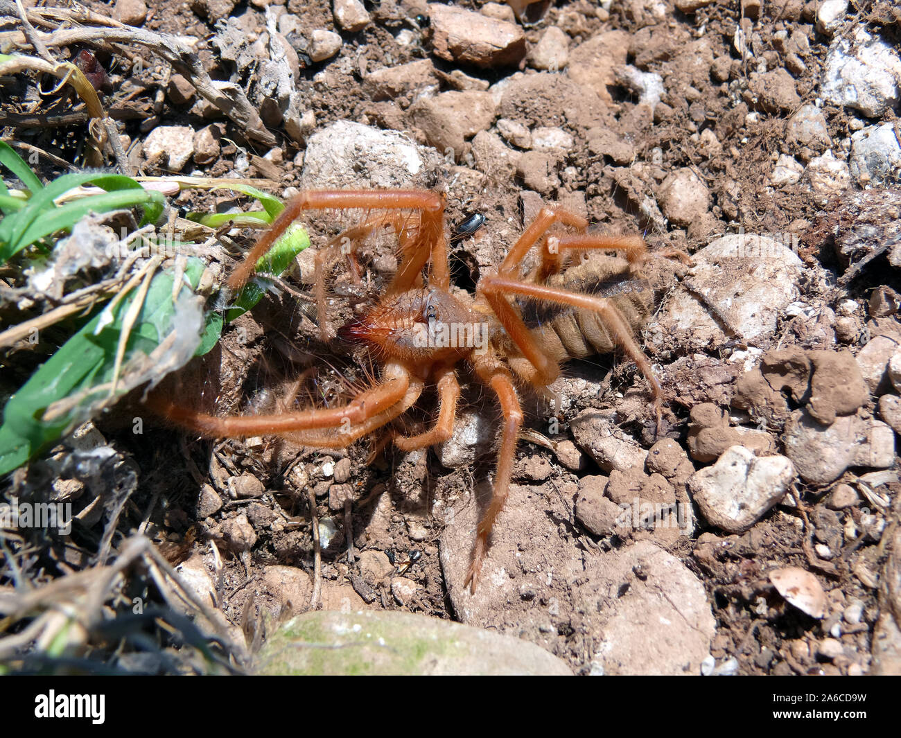 camel spiders, wind scorpions, sun spiders, solifuge, Solifugid ...