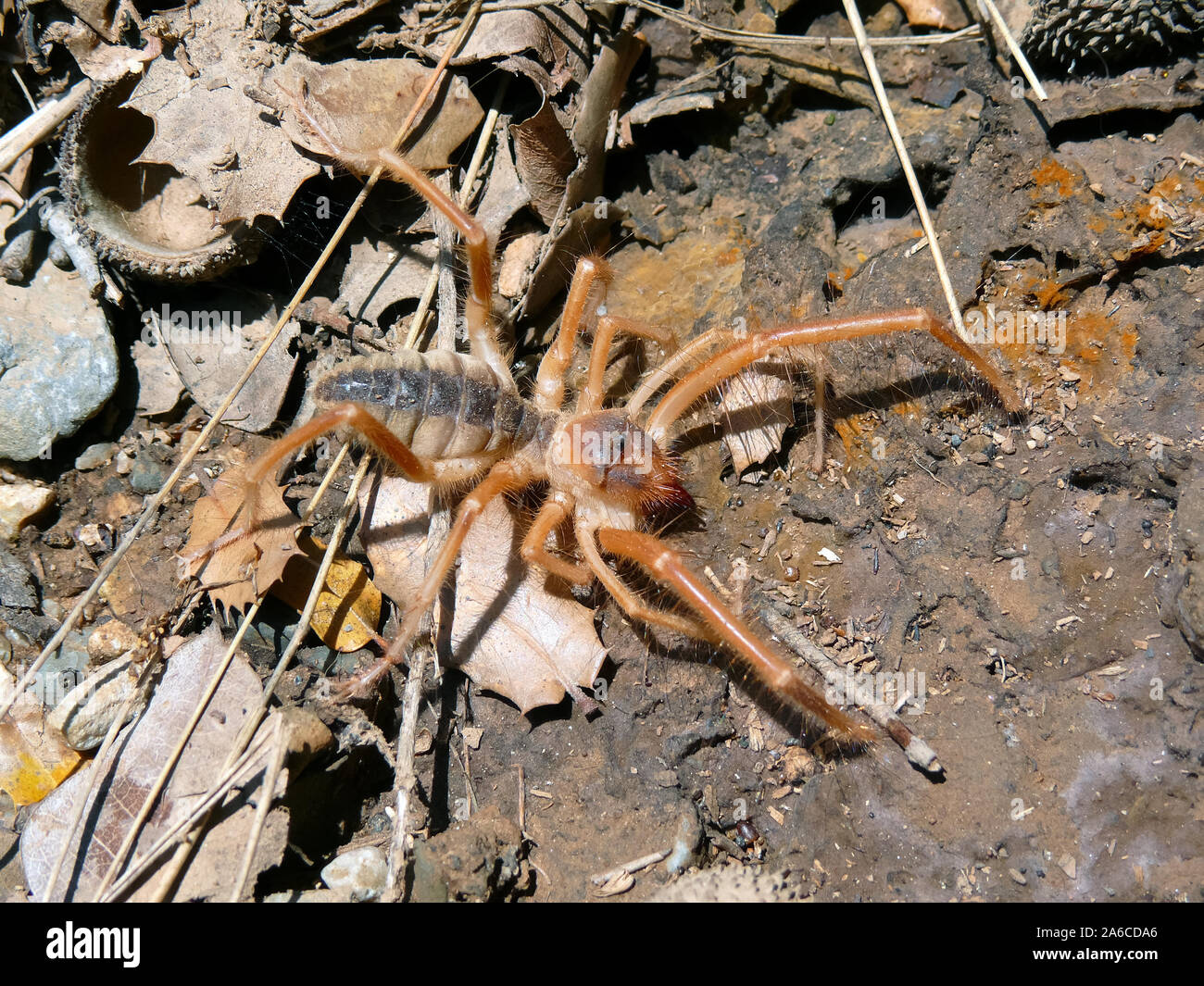 camel spiders, wind scorpions, sun spiders, solifuge, Solifugid ...