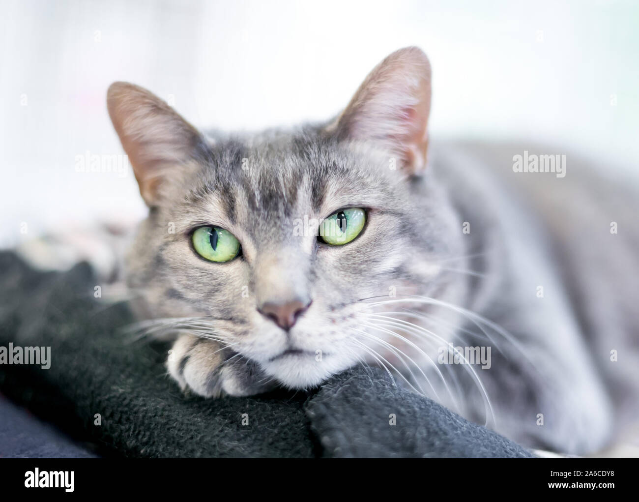 Head resting on paw hi-res stock photography and images - Alamy