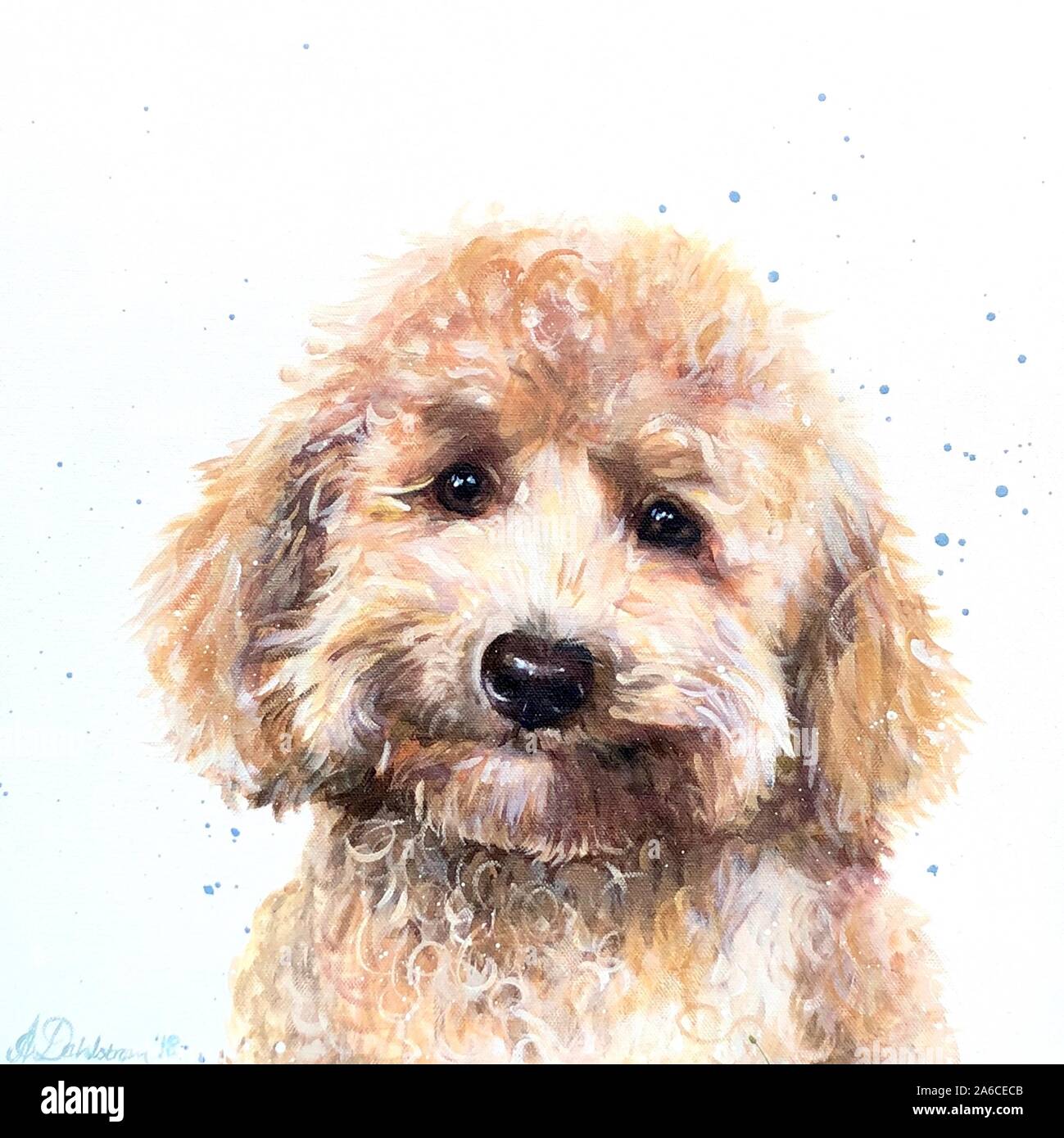 Smiling cockapoo hi-res stock photography and images - Alamy