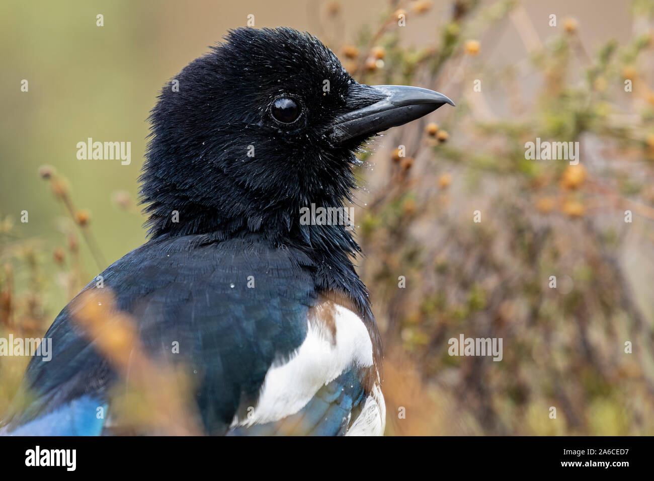 Portrait of a common magpie, (Pica pica Stock Photo - Alamy