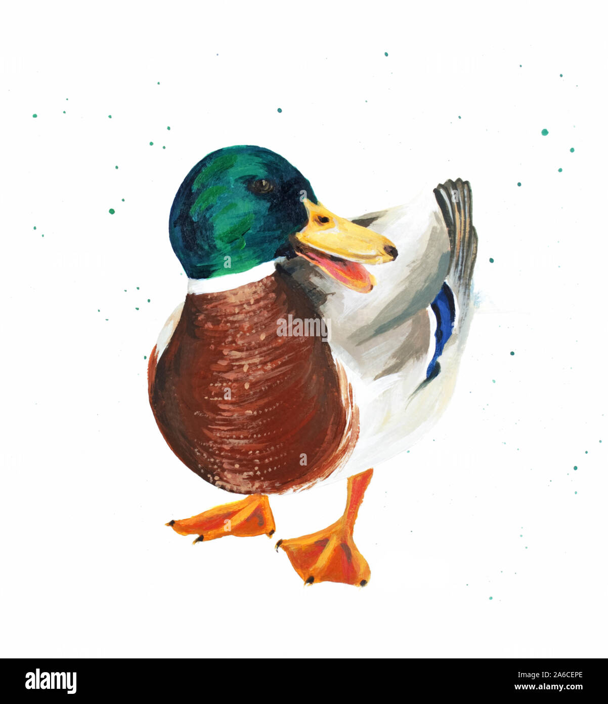 Mallard drake duck Cut Out Stock Images & Pictures - Alamy