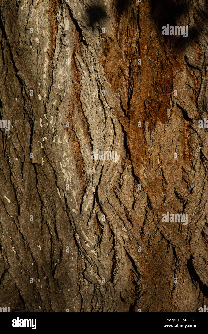 Bark of tree. Tree bark in autumn. The texture of the tree for ...