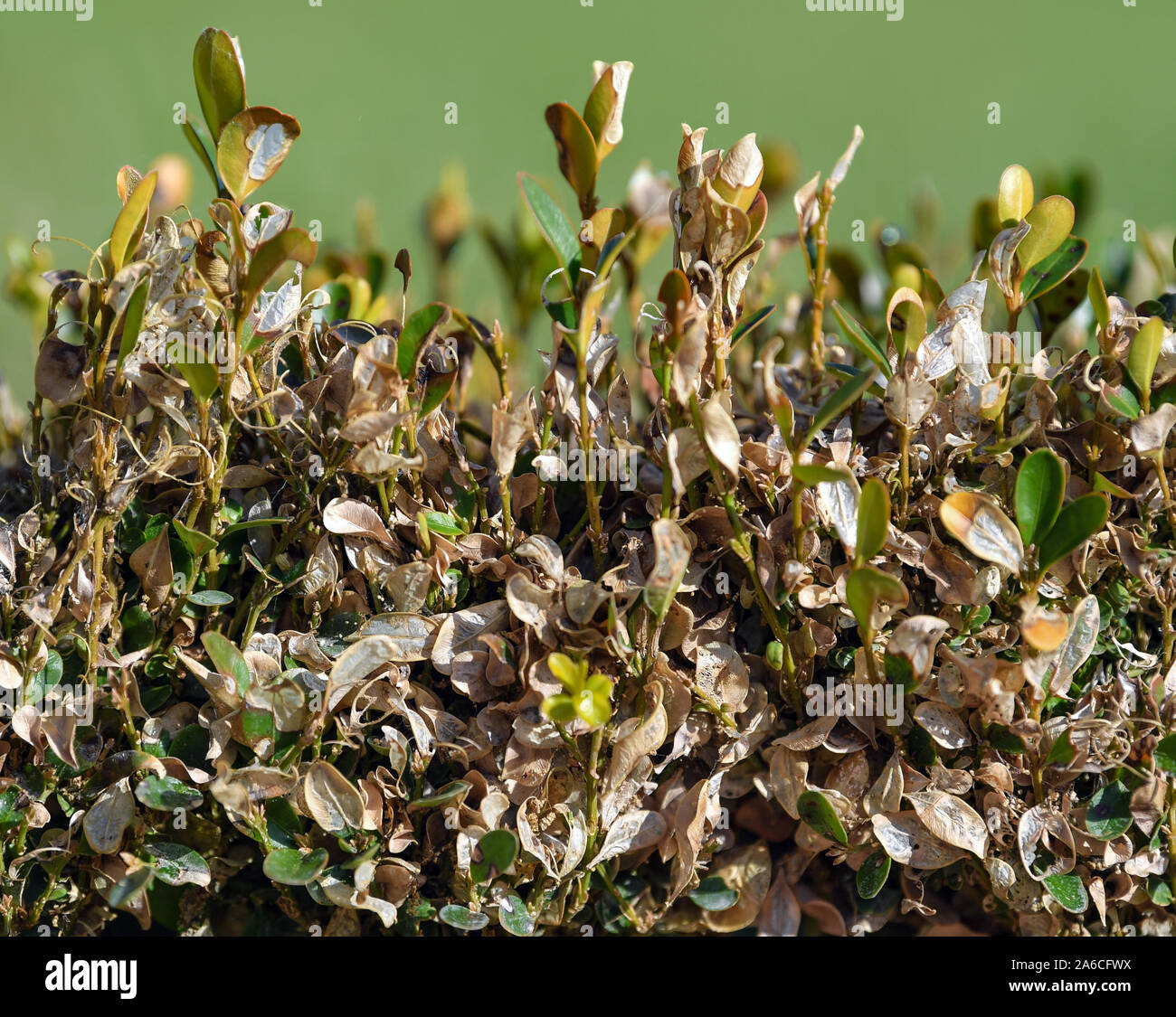 Boxwood pests hi-res stock photography and images - Alamy