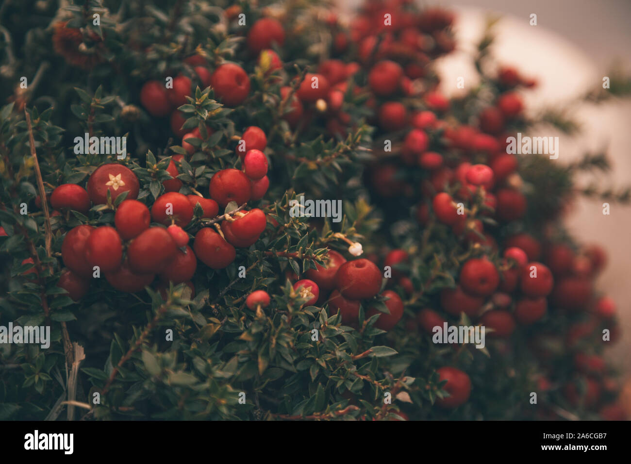 collection cranberries isolated on white background Stock Photo - Alamy