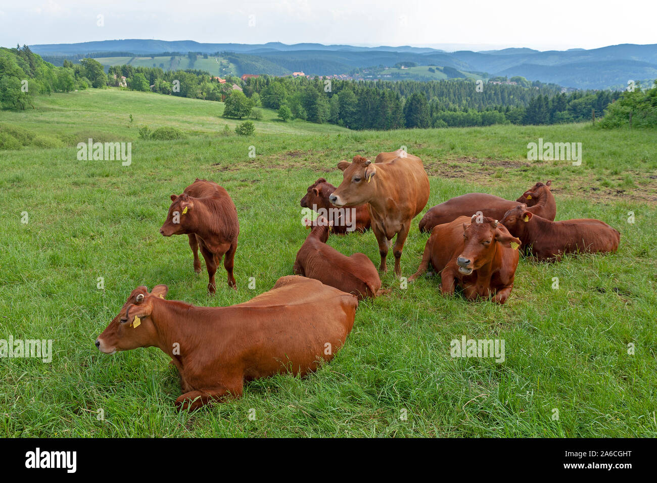 Cows andreasberg summer hi-res stock photography and images - Alamy