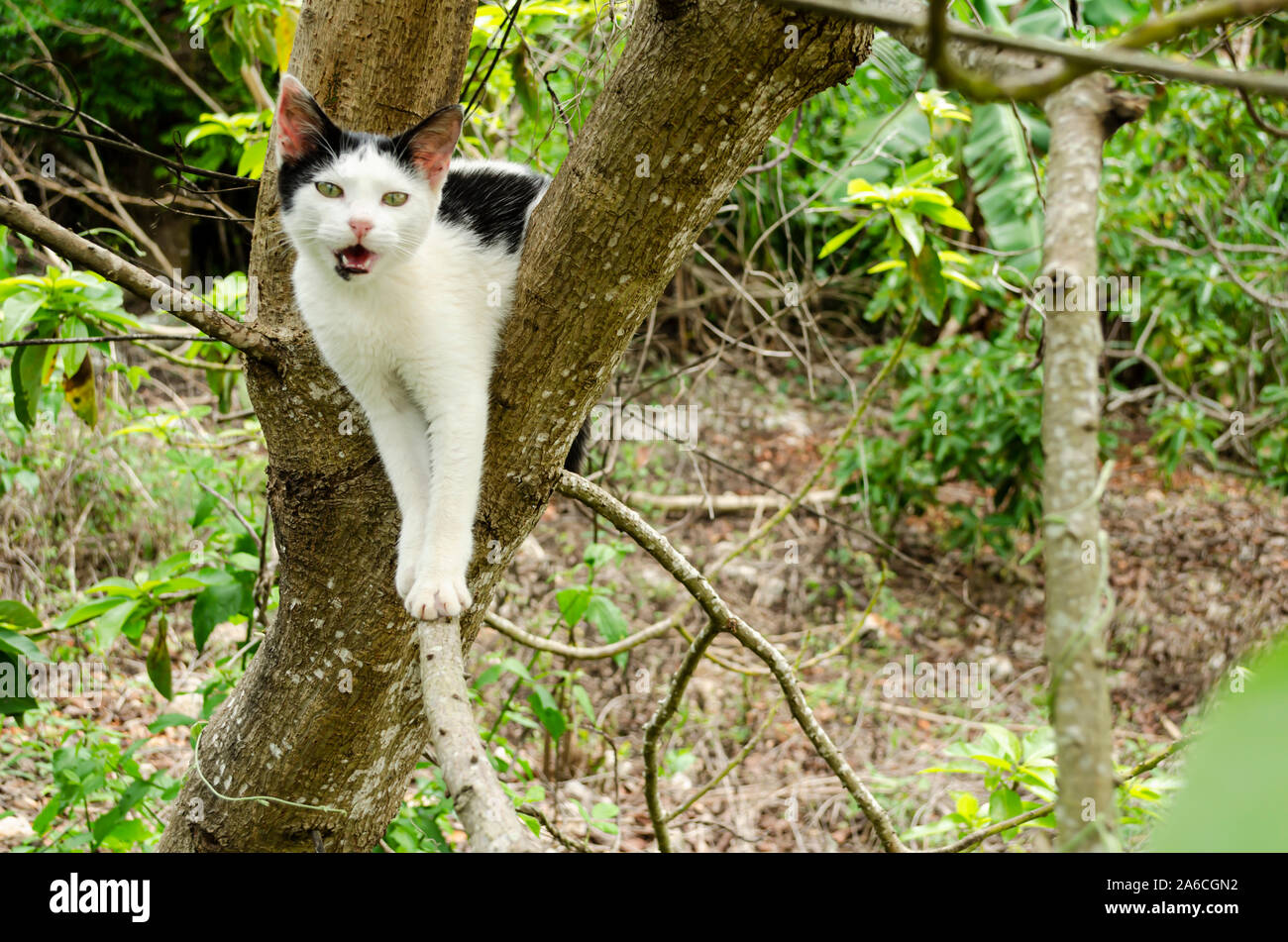 Avocado cat hi-res stock photography and images - Alamy