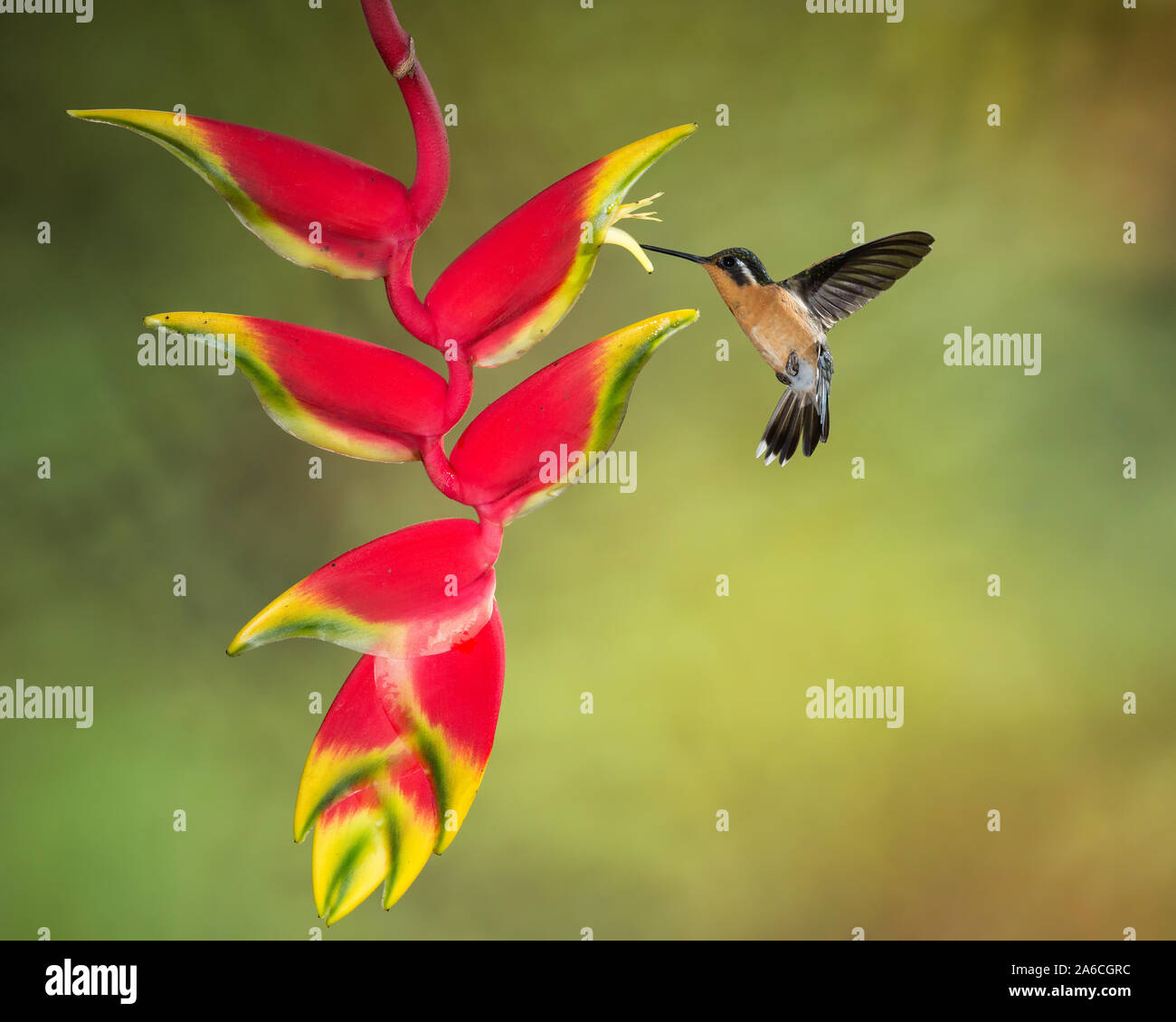 A female Purple-throated Mountain-gem Hummingbird, Lamporis calolaemus ...