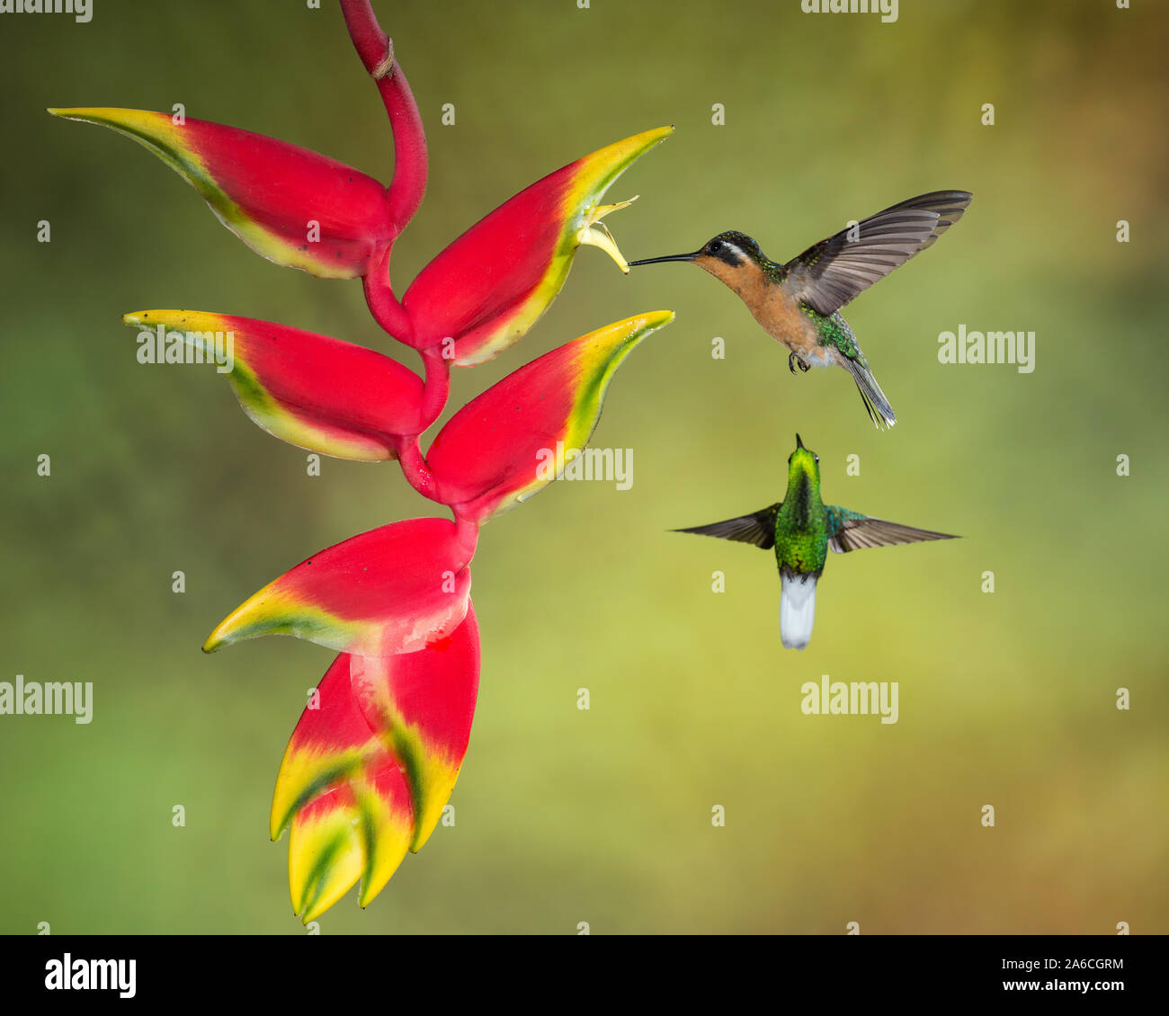 A female Purple-throated Mountain-gem Hummingbird, Lamporis calolaemus ...