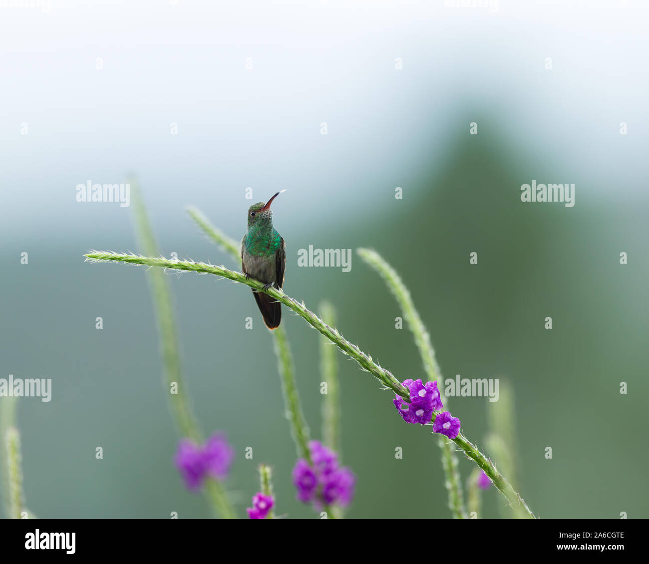 A Rufous-tailed Hummingbird, Amazilia tzacatl, perches on a Porterweed ...