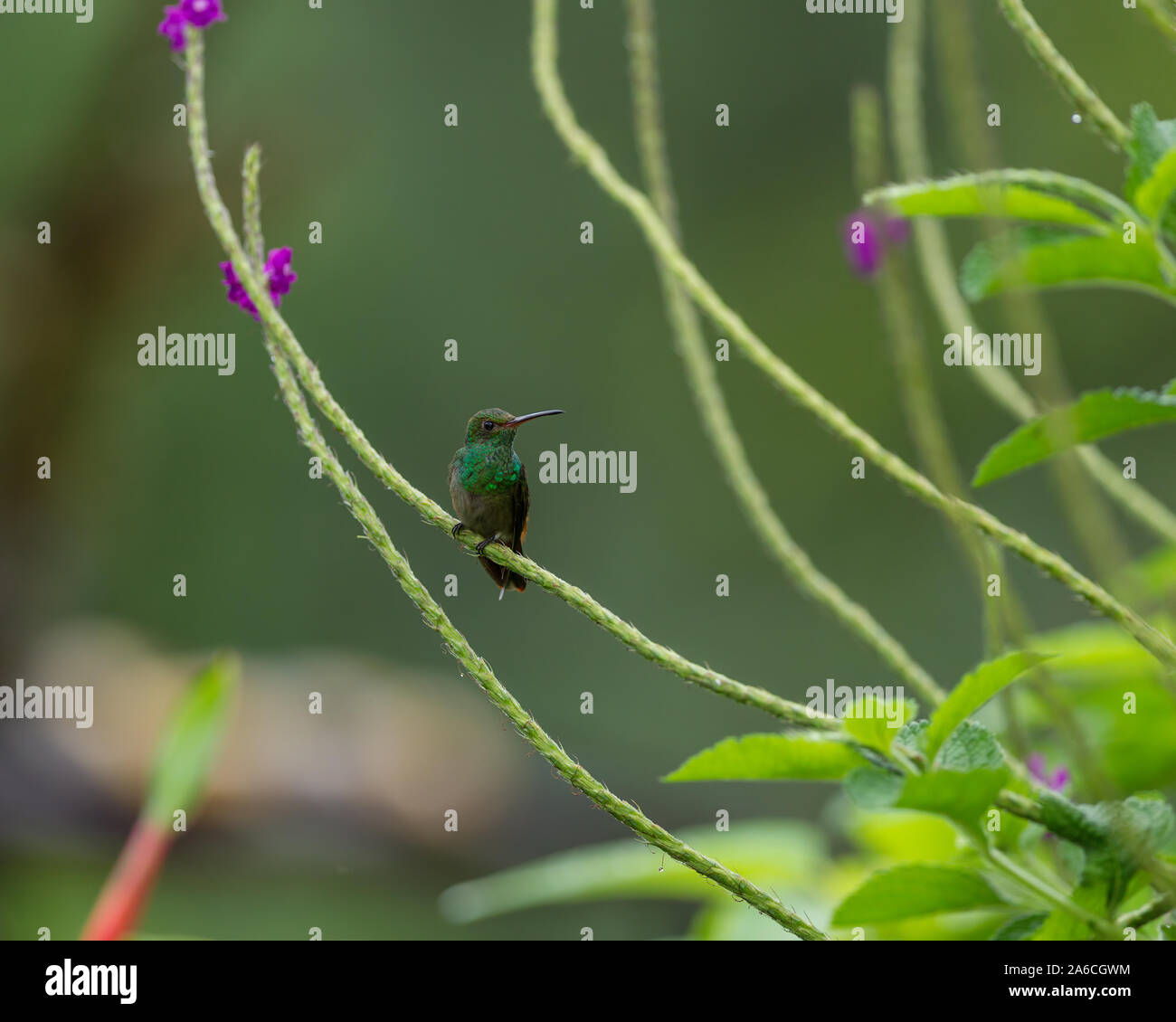A Rufous-tailed Hummingbird, Amazilia tzacatl, perches on a Porterweed ...
