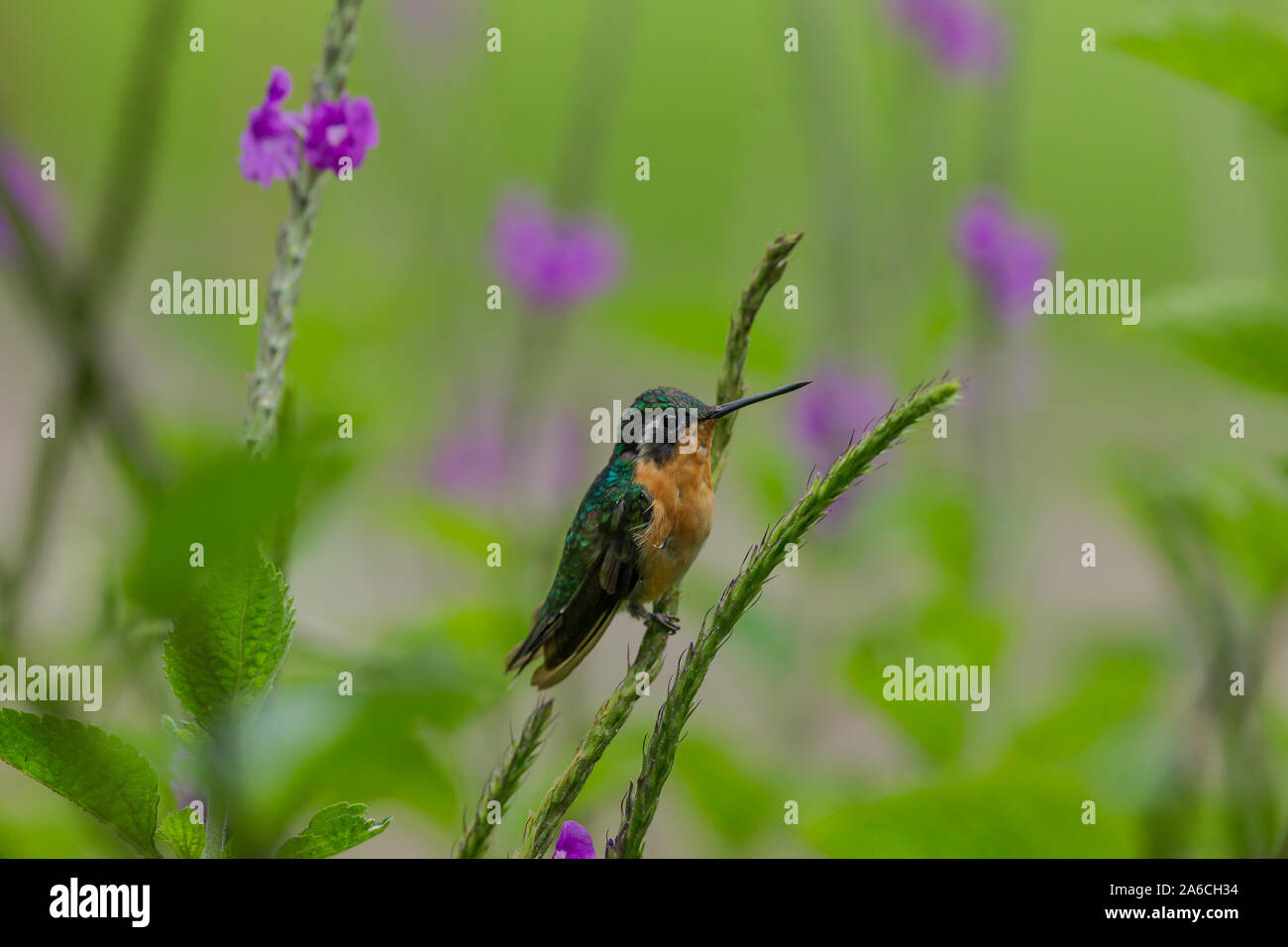 A female White-bellied Mountain-gem Hummingbird, Lampornis hemileucus ...