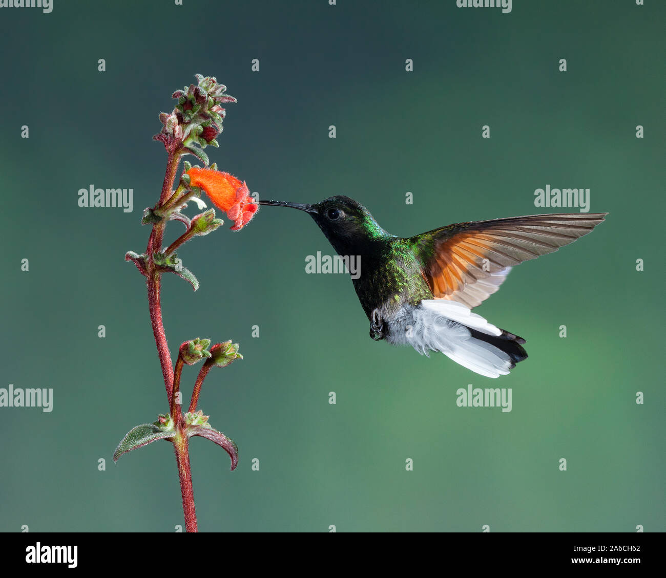 Gesneriaceae hi-res stock photography and images - Alamy