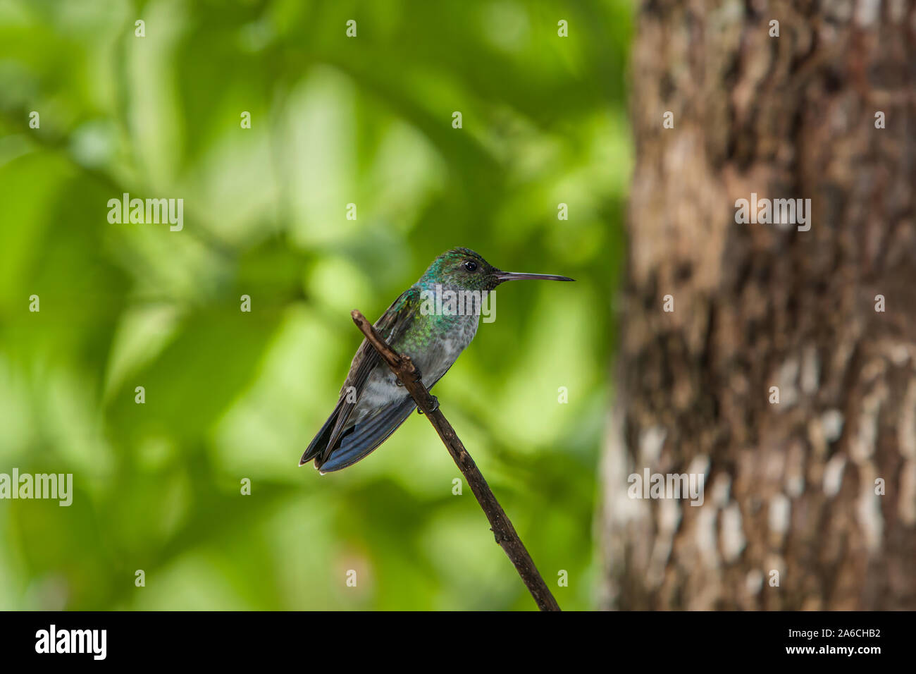 A male Blue-chested Hummingbird, Amazilia amabilis, perched on a branch ...
