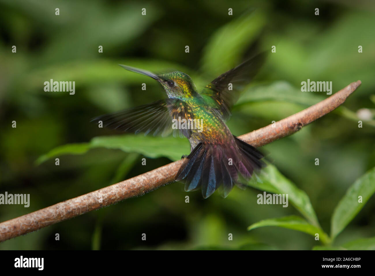 A male Blue-chested Hummingbird, Amazilia amabilis, perched on a branch ...