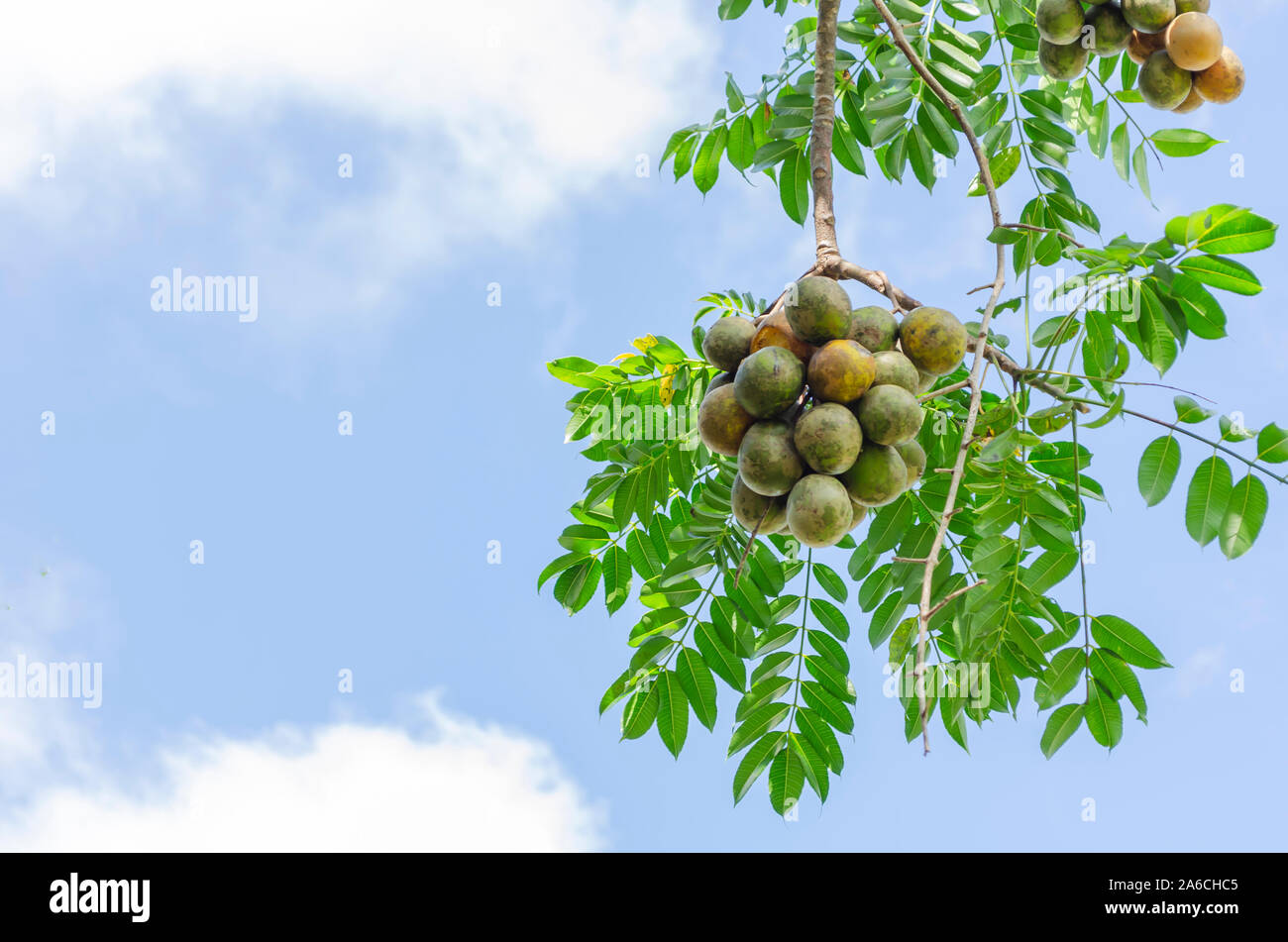 June plum hi-res stock photography and images - Alamy