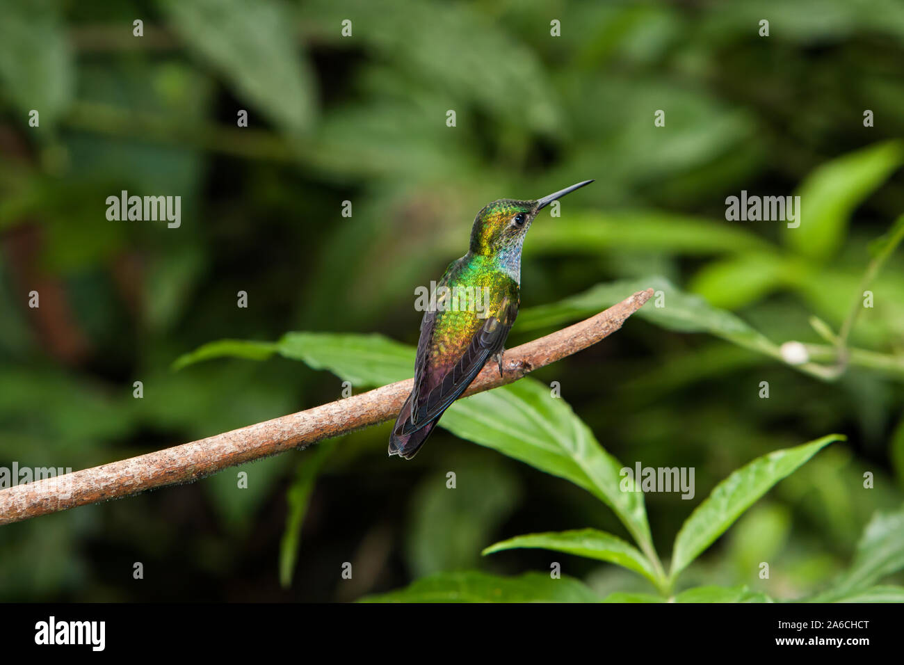 Panama rainforest discovery center hi-res stock photography and images ...