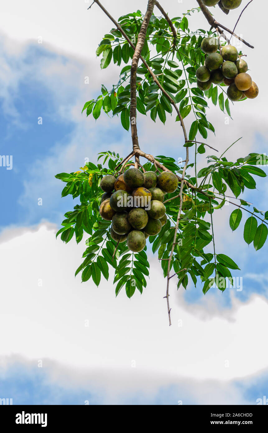 June plums hi-res stock photography and images - Alamy
