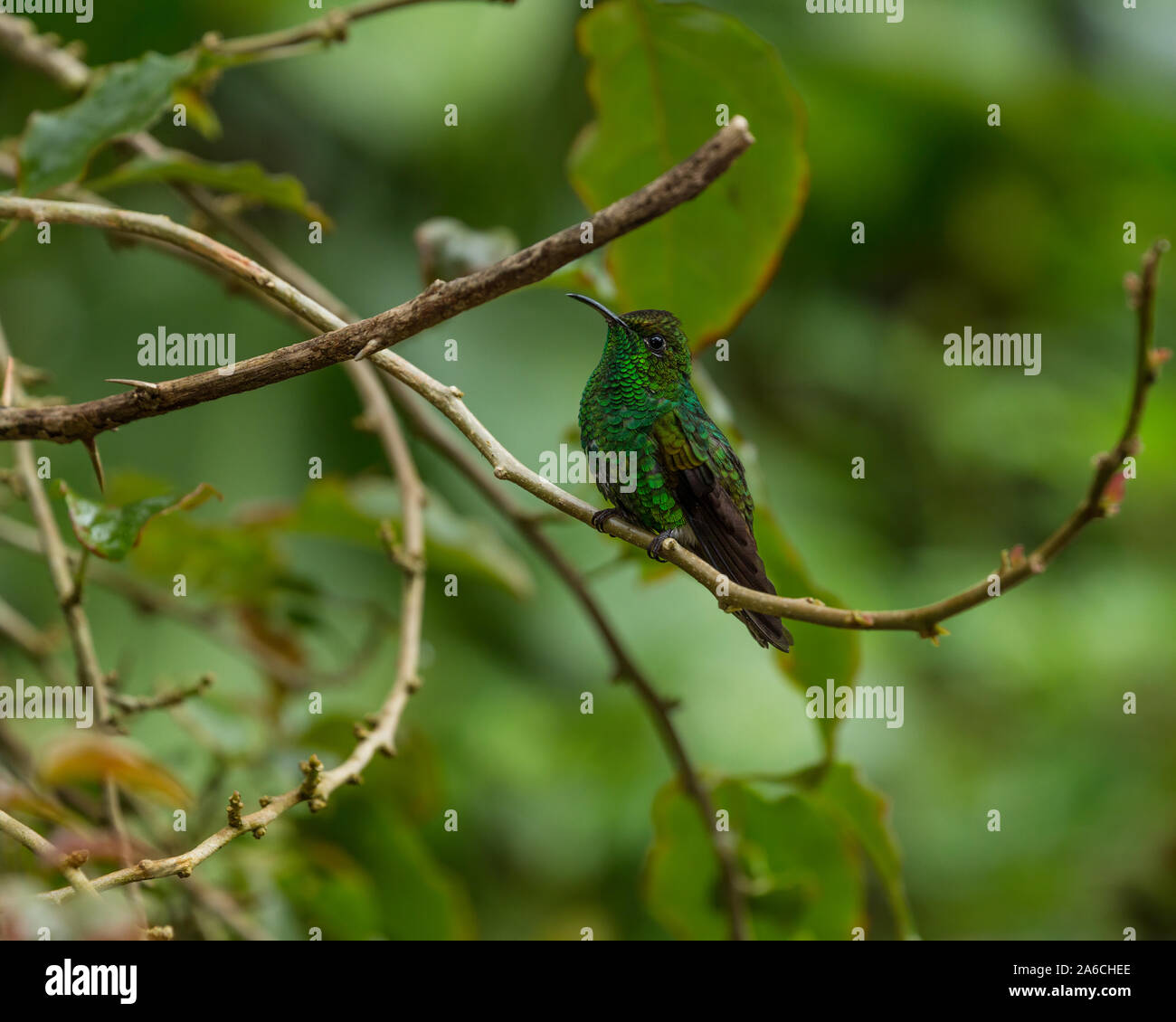 A male Coppery-headed Emerald Hummingbird - Elvira cupreiceps - perched ...