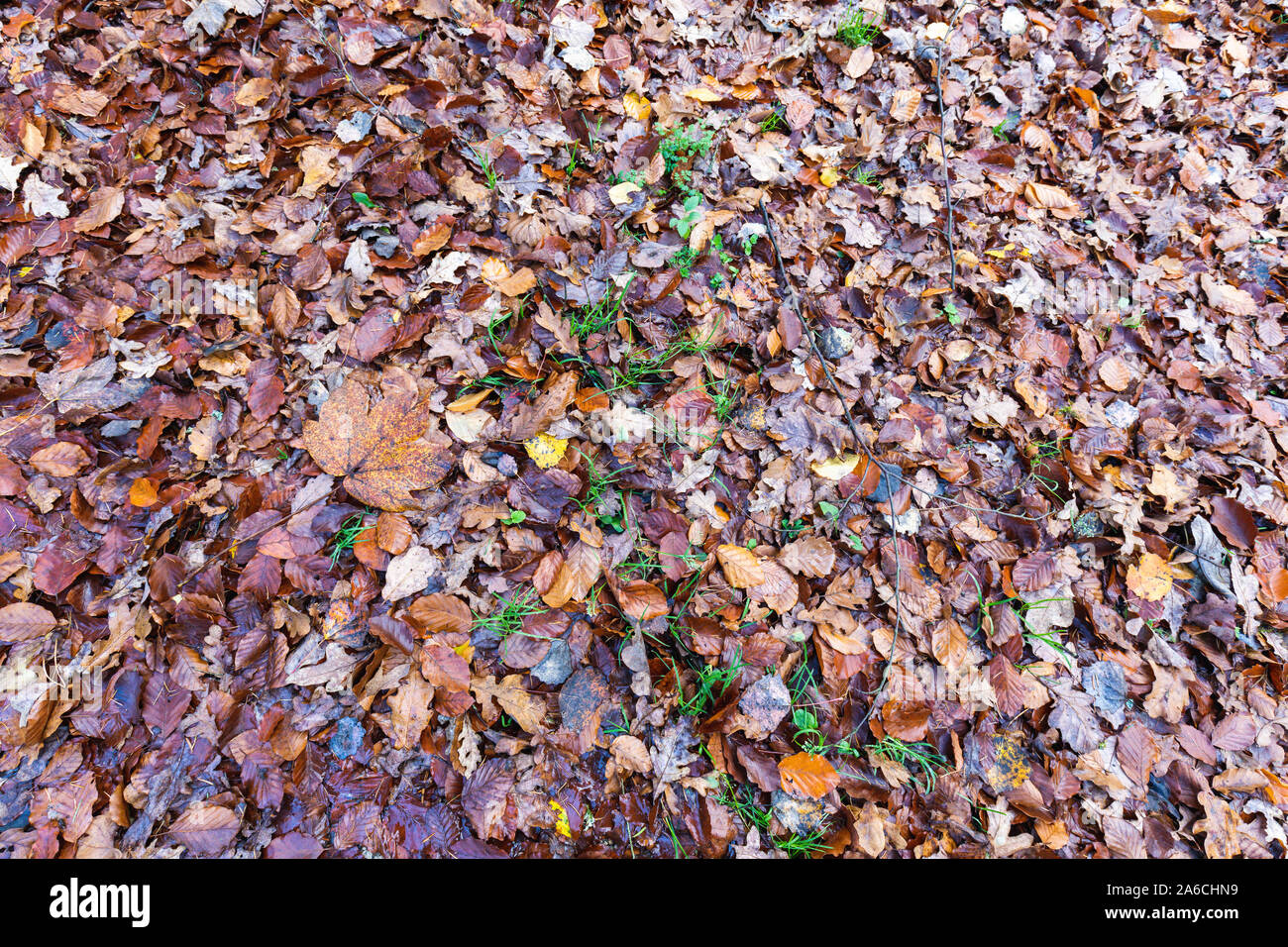 Brown leafes hi-res stock photography and images - Alamy