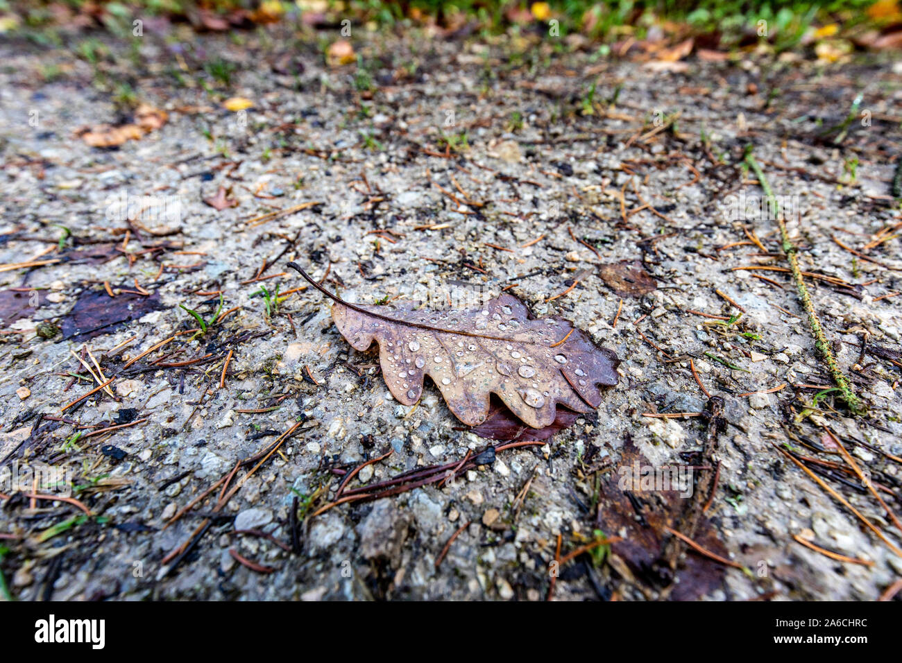 On brown leaf hi-res stock photography and images - Alamy