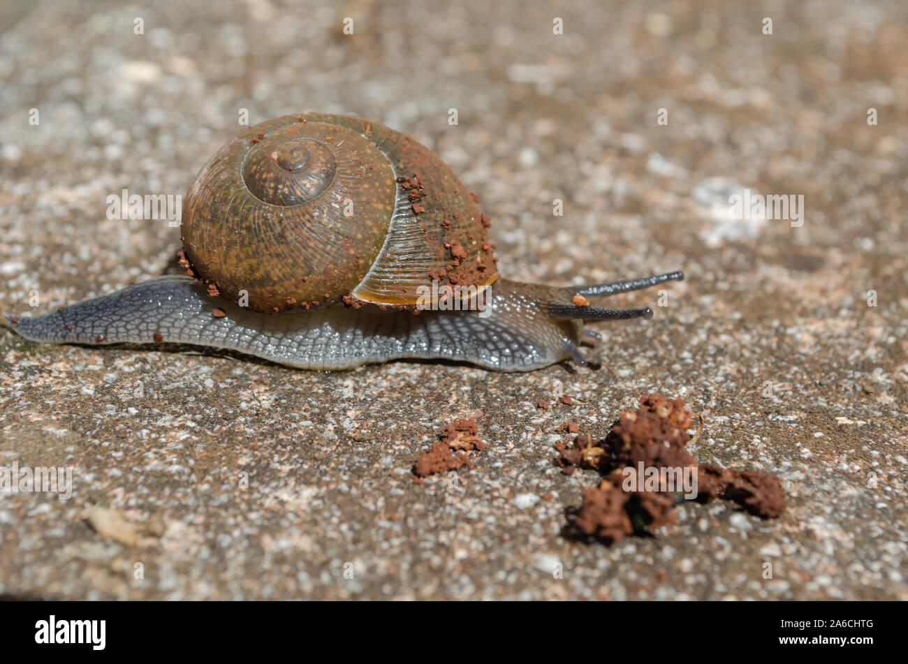 Dirty snail hi-res stock photography and images - Alamy
