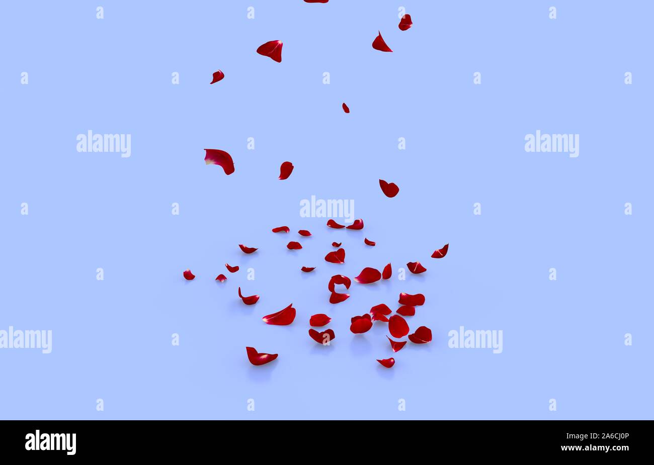 Petals of a red rose fly on a blue reflecting floor. 3D illustration ...
