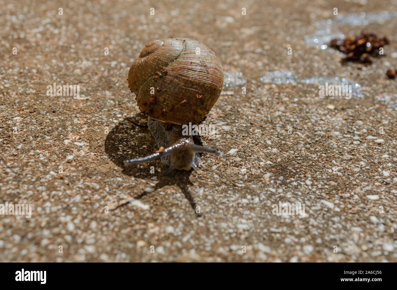 Concrete Snail High Resolution Stock Photography and Images - Alamy