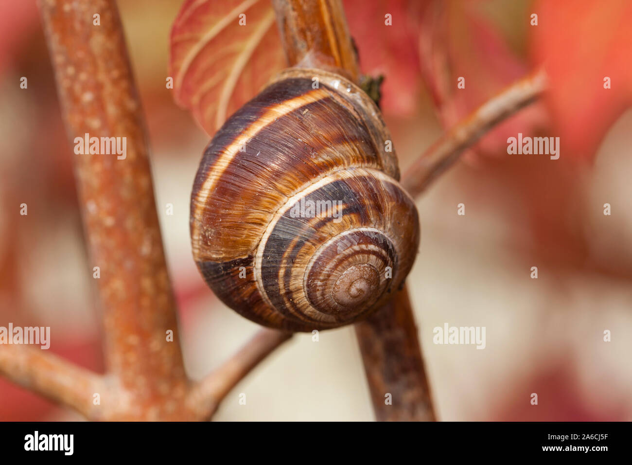 Snail scale hi-res stock photography and images - Alamy