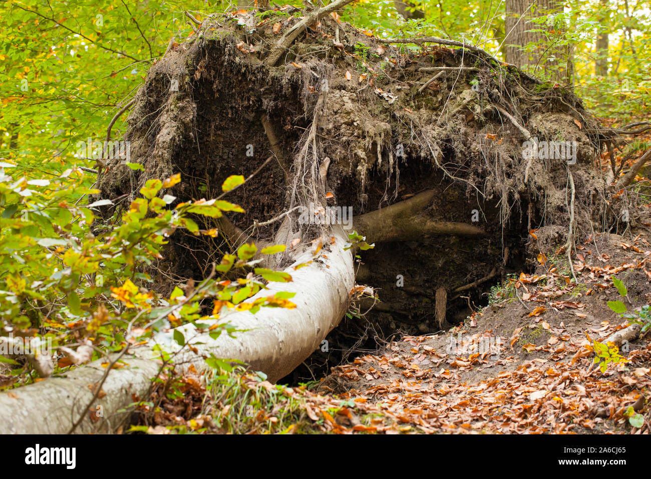 Torn out by roots hi-res stock photography and images - Alamy