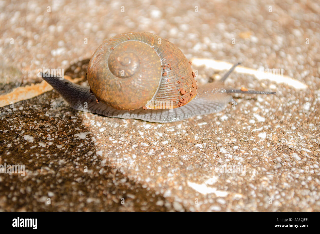 Spiral Shell On Snail Stock Photo - Alamy