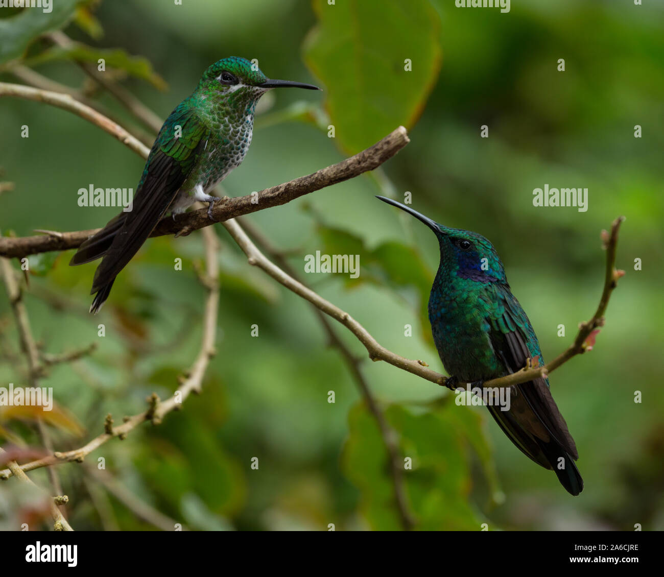 Male green violet ear hummingbird at right hi-res stock photography and ...