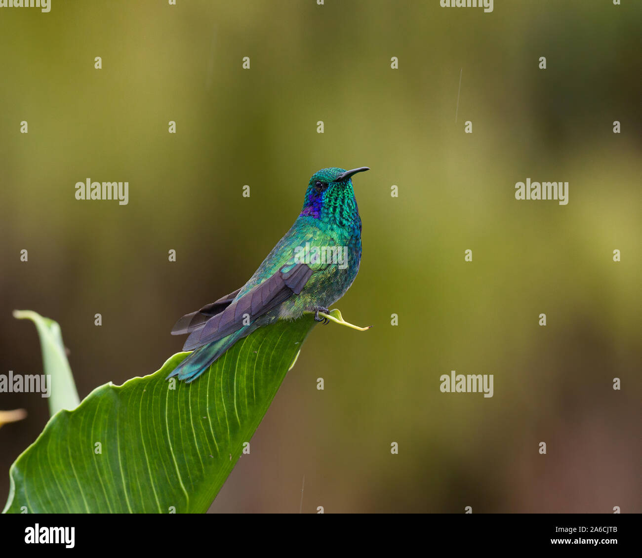 Green Violet-ear Hummingbird, Colibri thalassinus, perches on a large ...