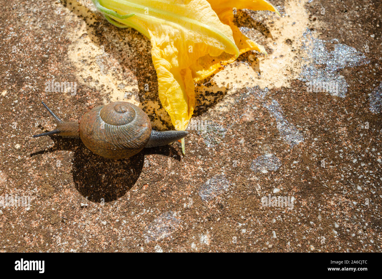 Looking Down On Snail Walking Away Stock Photo - Alamy