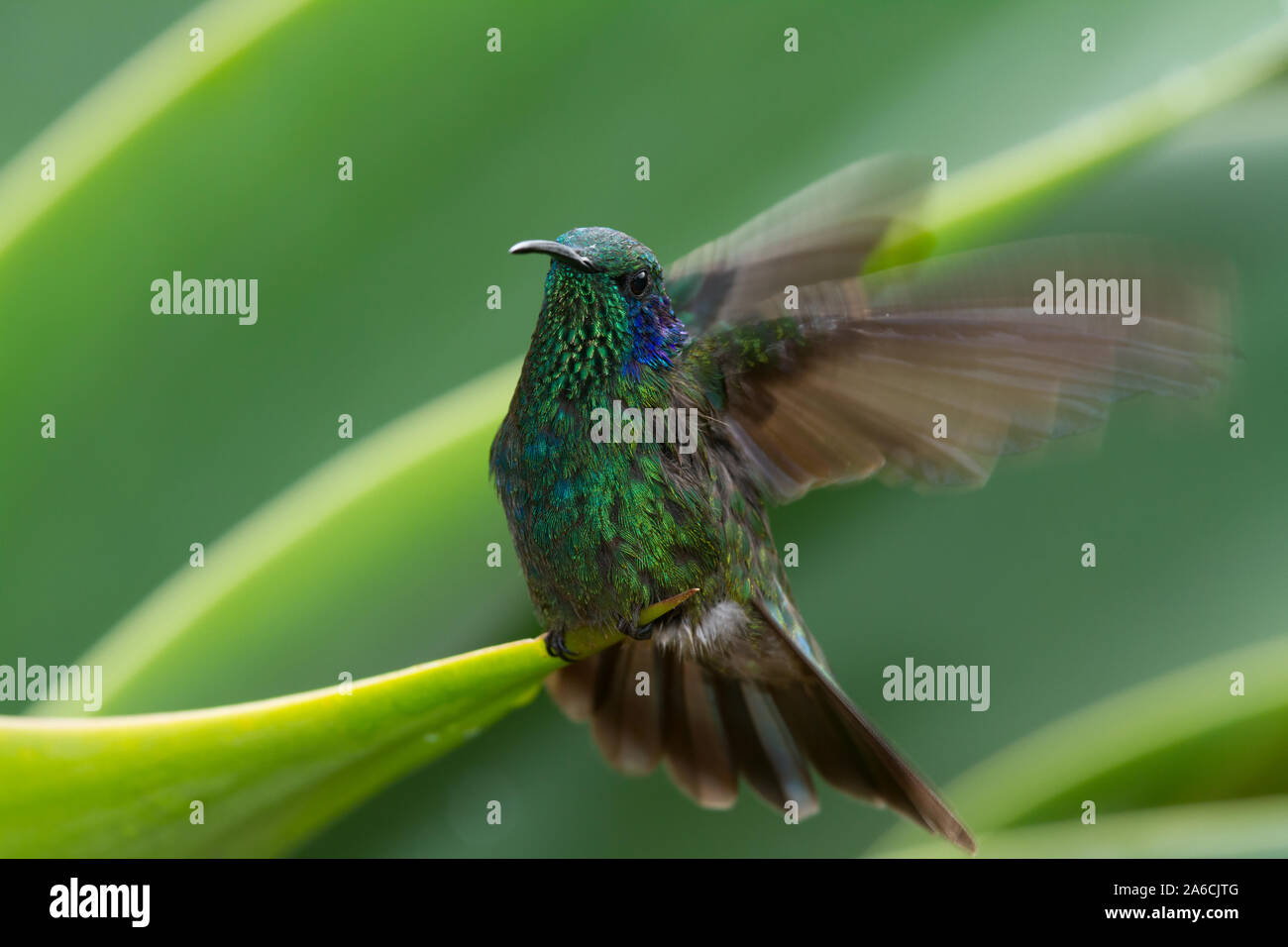 Green Violet-ear Hummingbird, Colibri thalassinus, perches on a large ...