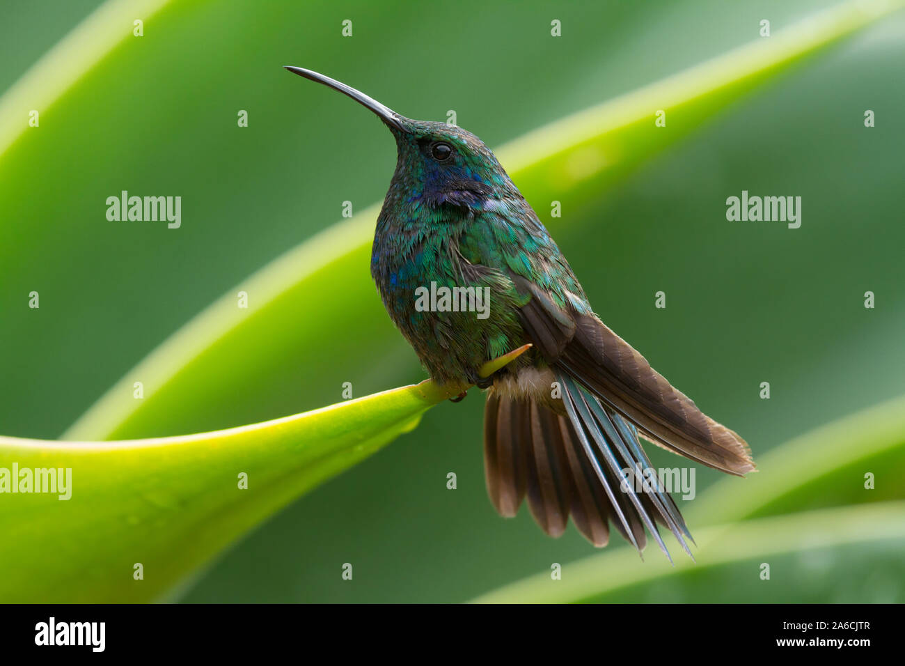 Green Violet-ear Hummingbird, Colibri thalassinus, perches on a large ...