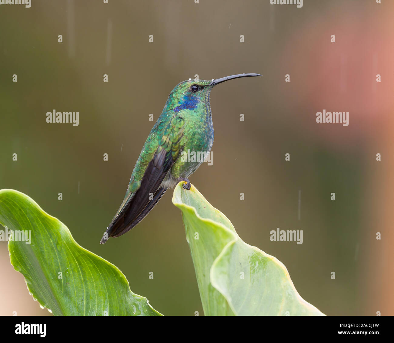 Green Violet-ear Hummingbird, Colibri thalassinus, perches on a large ...